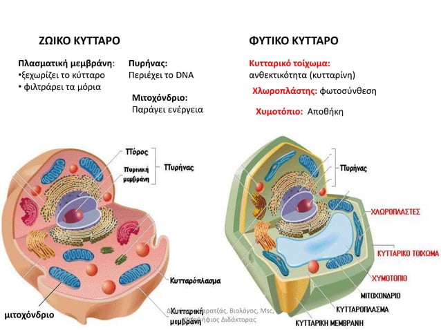 Μάθημα: Βιολογία. Α' Γυμνασίου-Σημειώσεις σχολικού βιβλίου | PPTX