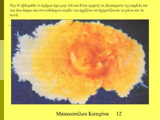 αναπαραγωγη στον ανθρωπο | PPT