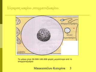 αναπαραγωγη στον ανθρωπο | PPT
