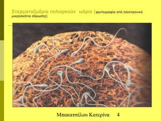 αναπαραγωγη στον ανθρωπο | PPT