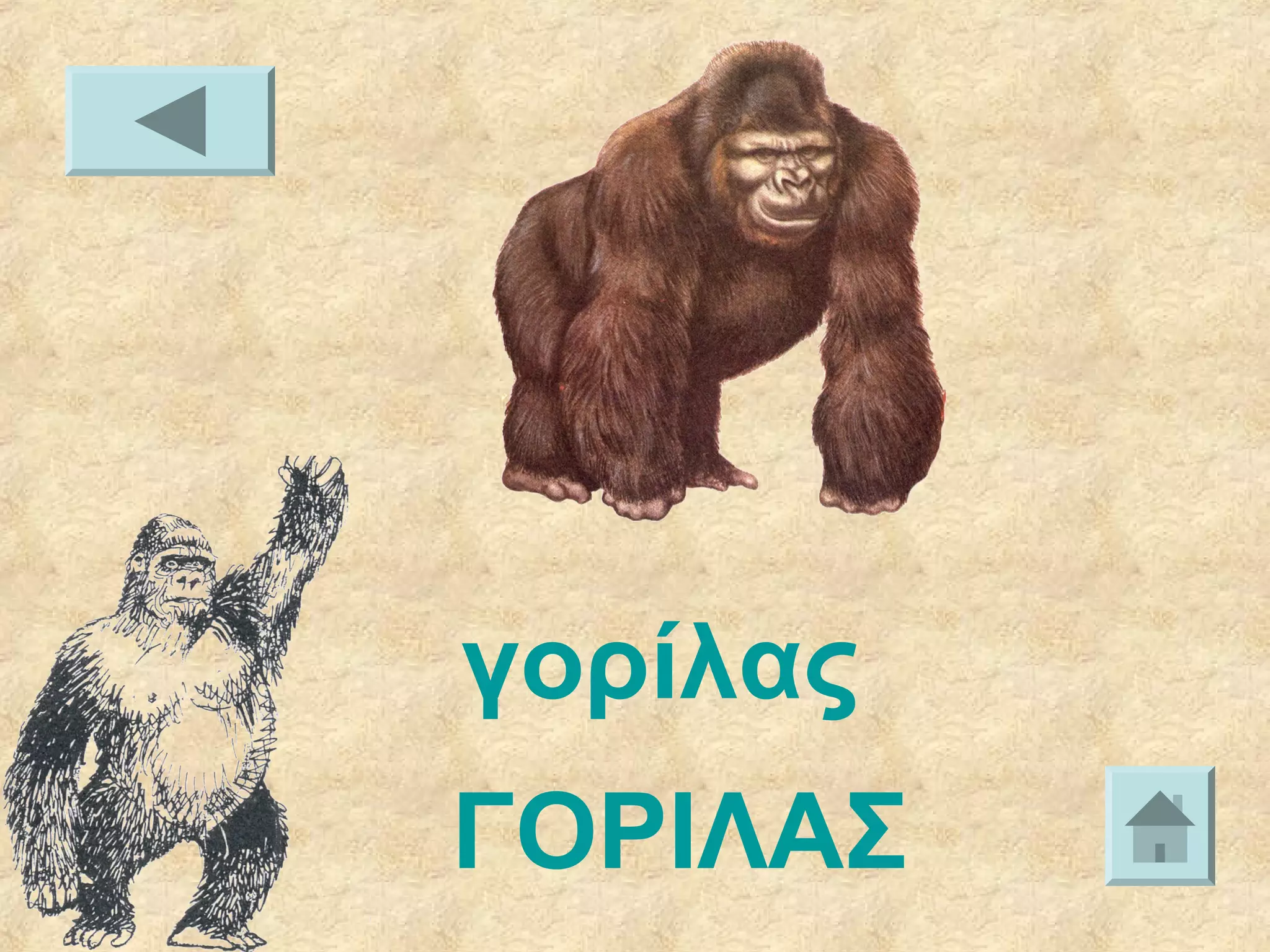 αλφάβητο ζώων | PPT