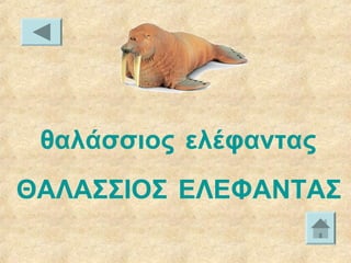 αλφάβητο ζώων | PPT
