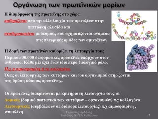 πρωτεϊνες αμινοξέα | PPT