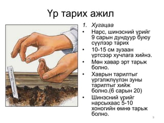 Нийлэг хальсан хүлэмжин д нарс шинэсний тарьц ургуулах технологи | PPTX
