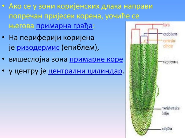 Biljni Organi-Korijen | PPTX