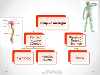 νευρικό σύστημα | PPSX