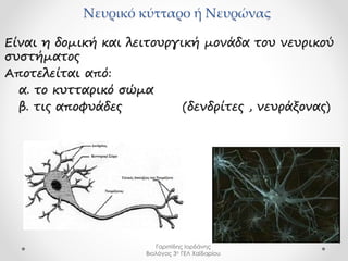 νευρικό σύστημα | PPSX