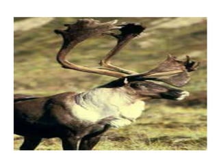 დავით შედანია | PPT