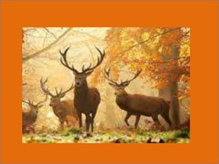 დავით შედანია | PPT