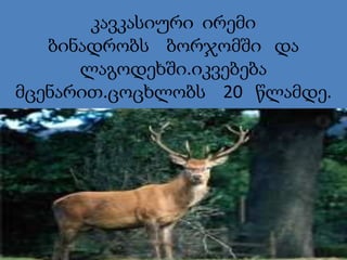 დავით შედანია | PPT