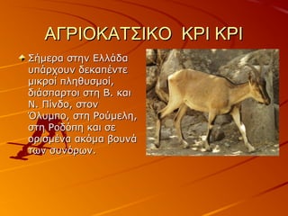 ζωα που κινδυνευουν να εξαφανιστουν | PPT