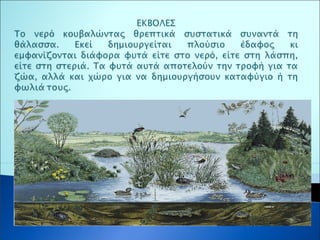 εκβολές θερμαικού | PPT