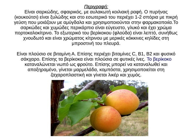 βερικοκα | PPT