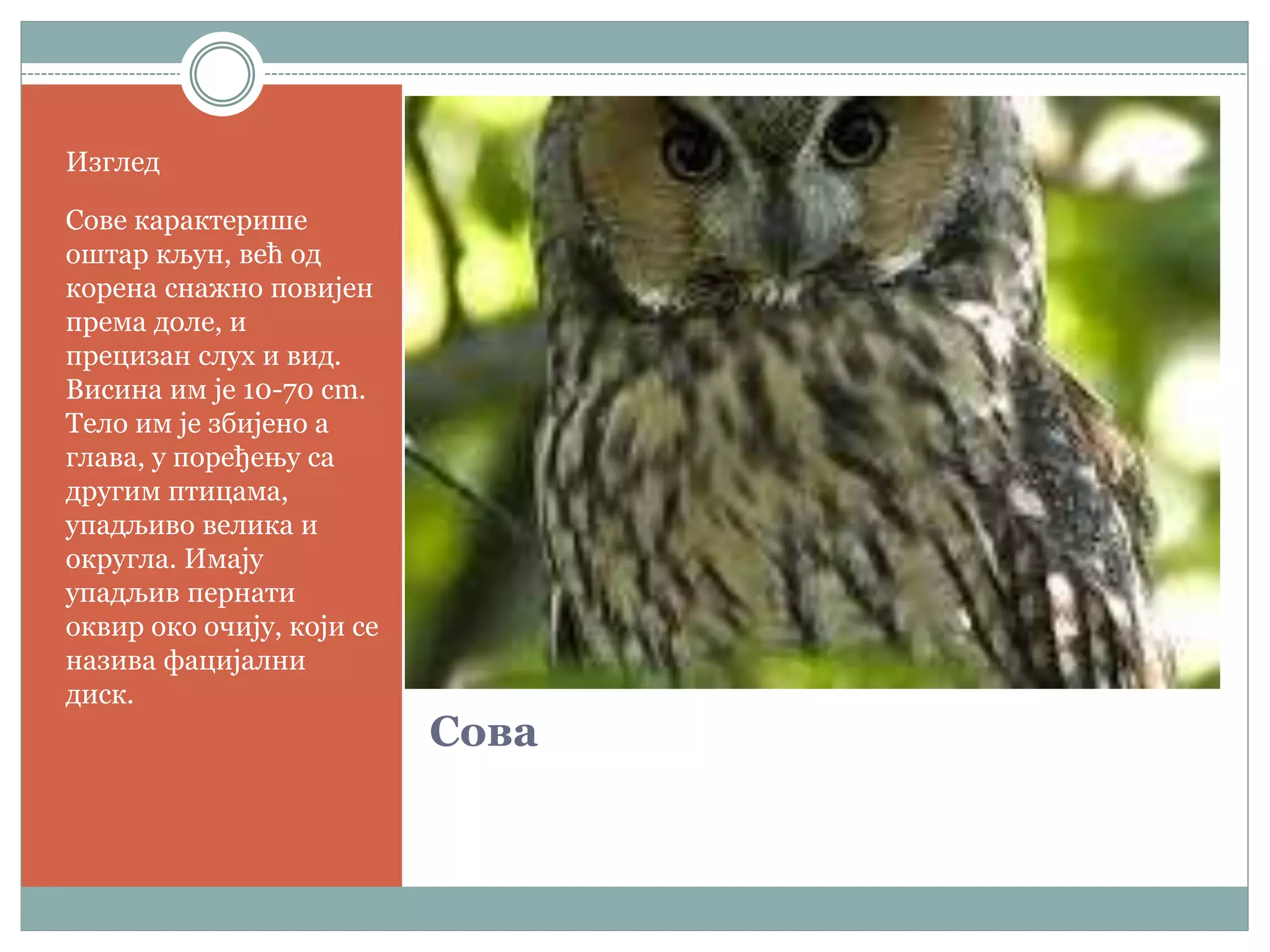 Sova Stefan Mutic | PPTX