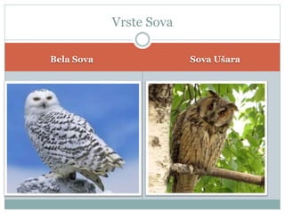 Sova Stefan Mutic | PPTX