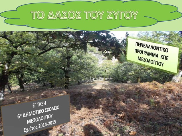 ΤΟ ΔΑΣΟΣ ΤΟΥ ΖΥΓΟΥ" Ε' Τάξη .6ο Δημοτικό Σχολείο Μεσολογγίου.(2014-2015 ...