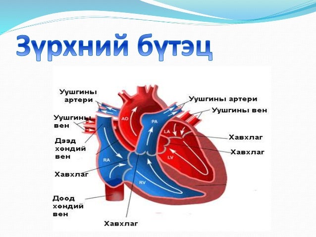 хүний цээ