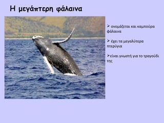 Tο τραγούδι της φάλαινας | PPT