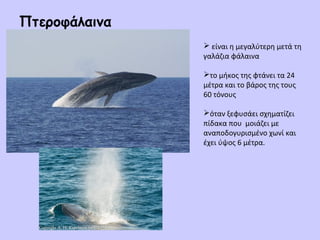 Tο τραγούδι της φάλαινας | PPT