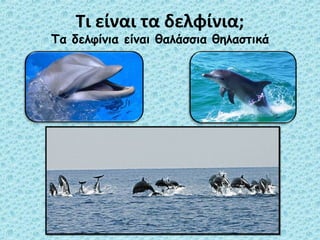 Οι ακροβάτες της θάλασσας | PPT