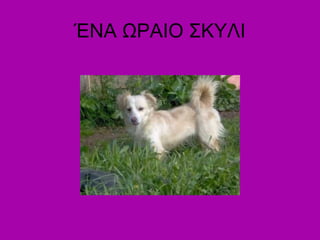 γατακια και σκυλακια | PPT