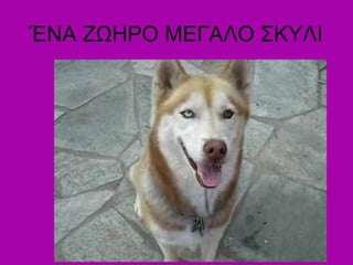 γατακια και σκυλακια | PPT