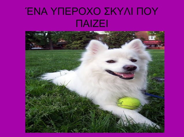 γατακια και σκυλακια | PPT
