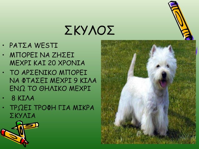 κατοικιδια ζωα | PPT