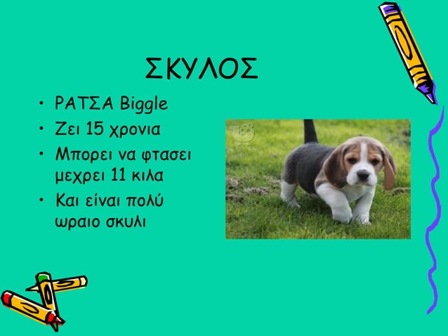 κατοικιδια ζωα | PPT