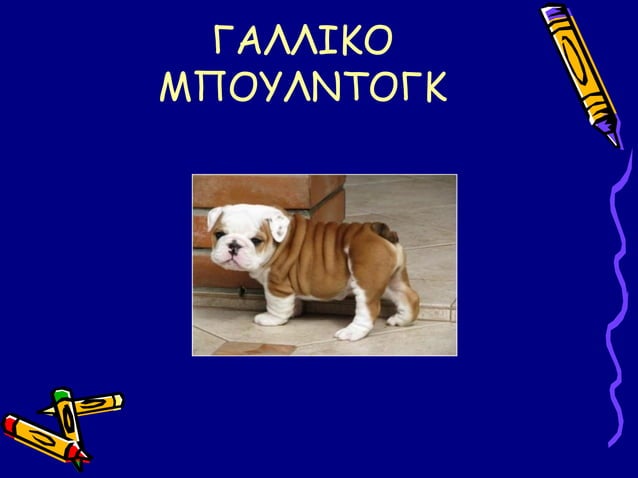τα κατοικίδια ζώα | PPT