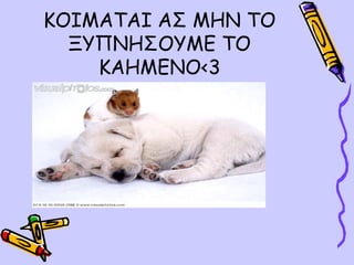 τα κατοικίδια ζώα | PPT