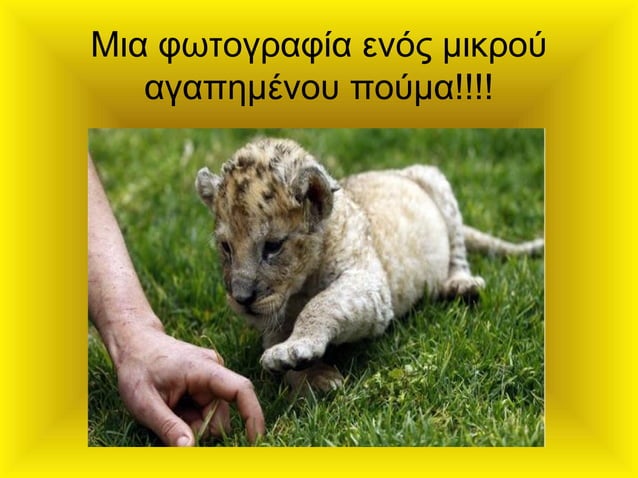αγρια ζωα | PPT