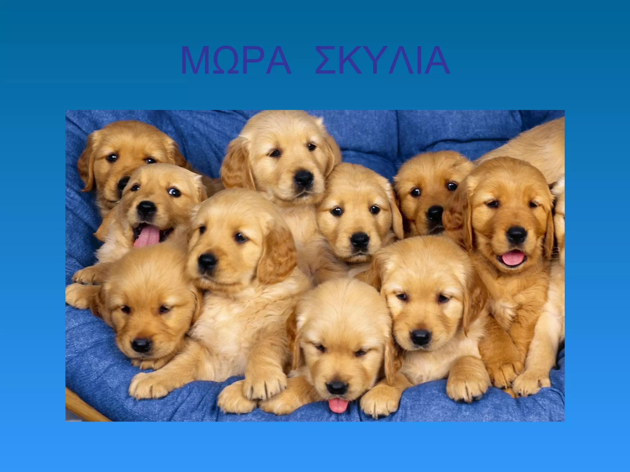 ο σκύλος | PPT