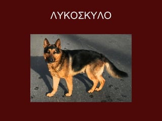 ο σκύλος | PPT