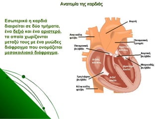 κυκλοφορικό σύστημα | PPS