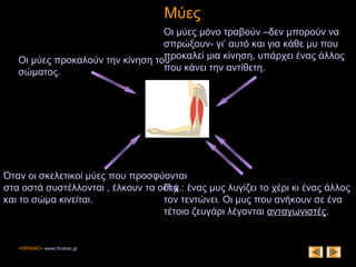 πως λειτουργούν οι μυες | PPS