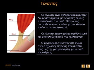 πως λειτουργούν οι μυες | PPS