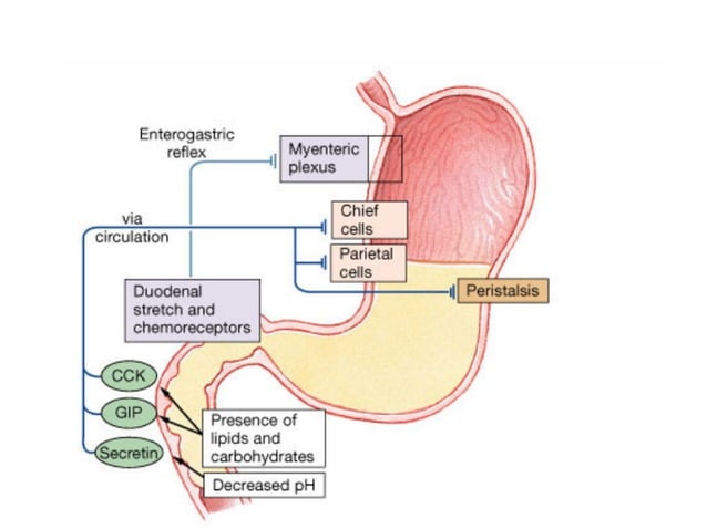 Gastric surgical anatomy (Armata surgery school) | PPT | Surgery ...
