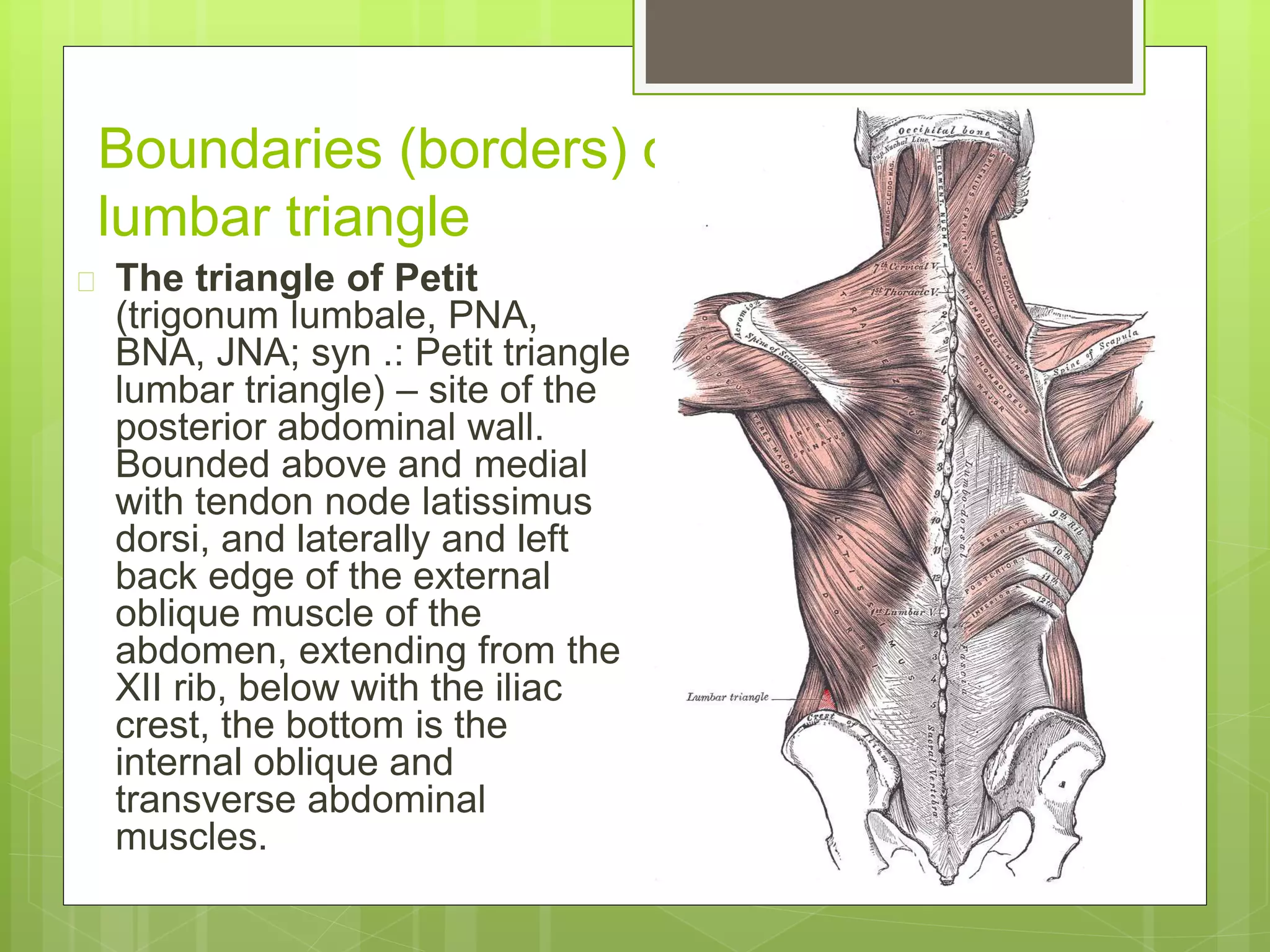 Lumbar triangle(Petit’s triangle) and it’s anatomical characteristics ...