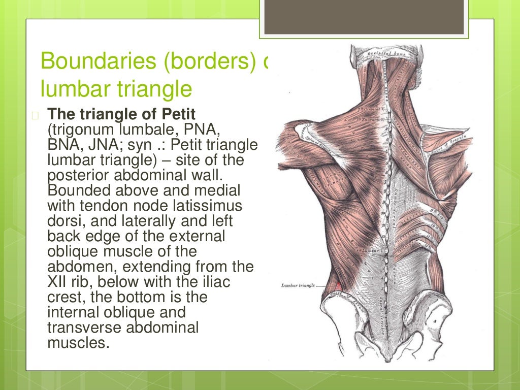 Lumbar Triangle Petit s Triangle And It s Anatomical Characteristics lumbar-triangle-petit-s-triangle-and-it-s-anatomical-characteristics
