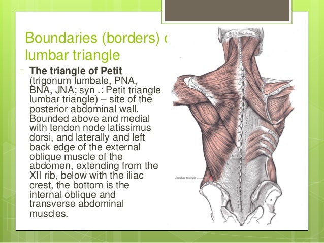 Lumbar triangle(Petit’s triangle) and it’s anatomical characteristics