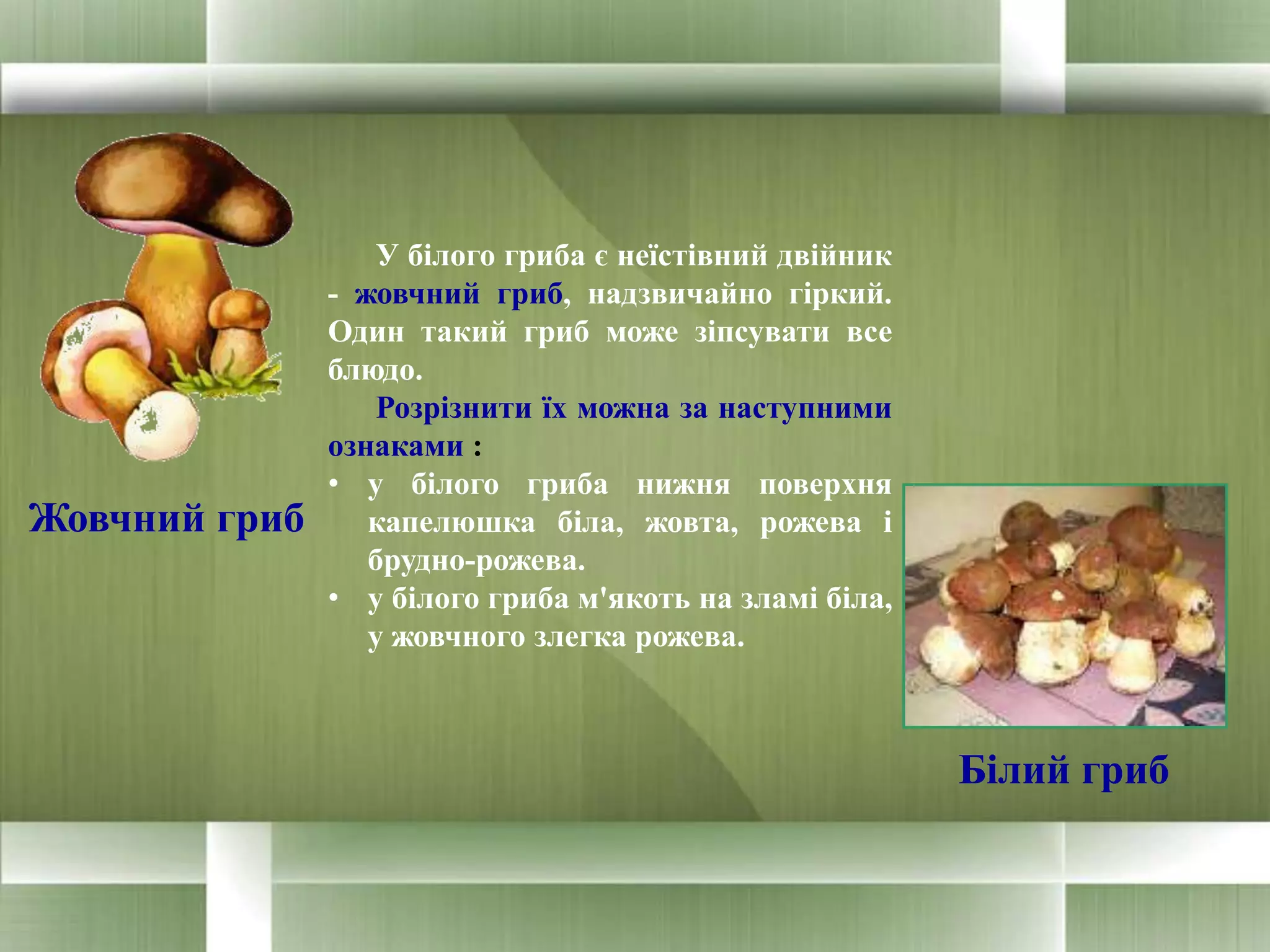 гриби Ppt