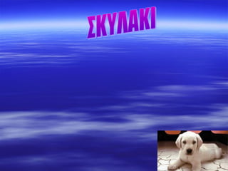 τα ζωα της ελλαδας | PPT