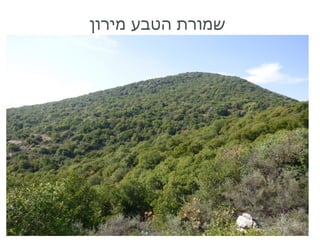שמורת הטבע מירון Nature Reserve Mount Miron in Israel | PPS