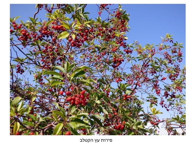 שמורת הטבע מירון Nature Reserve Mount Miron in Israel | PPT