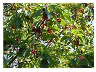 שמורת הטבע מירון Nature Reserve Mount Miron in Israel | PPS