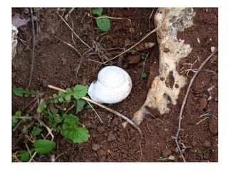 שמורת הטבע מירון Nature Reserve Mount Miron in Israel | PPS