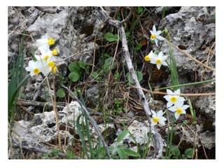 שמורת הטבע מירון Nature Reserve Mount Miron in Israel | PPS