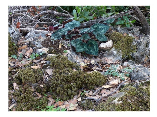 שמורת הטבע מירון Nature Reserve Mount Miron in Israel | PPS