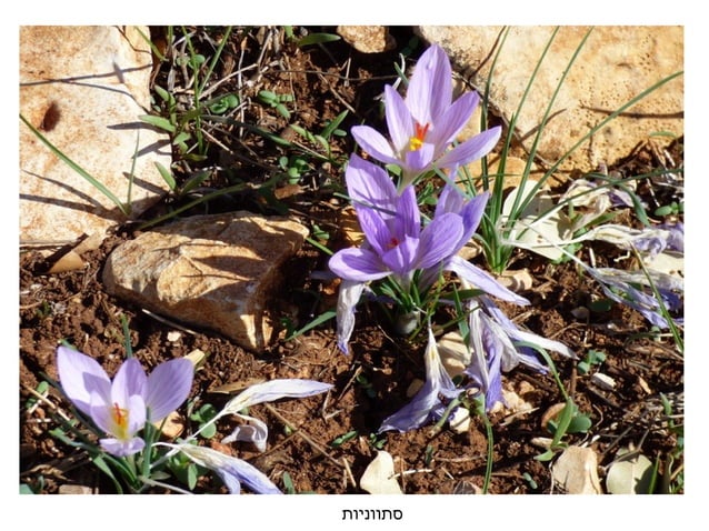 שמורת הטבע מירון Nature Reserve Mount Miron in Israel | PPT